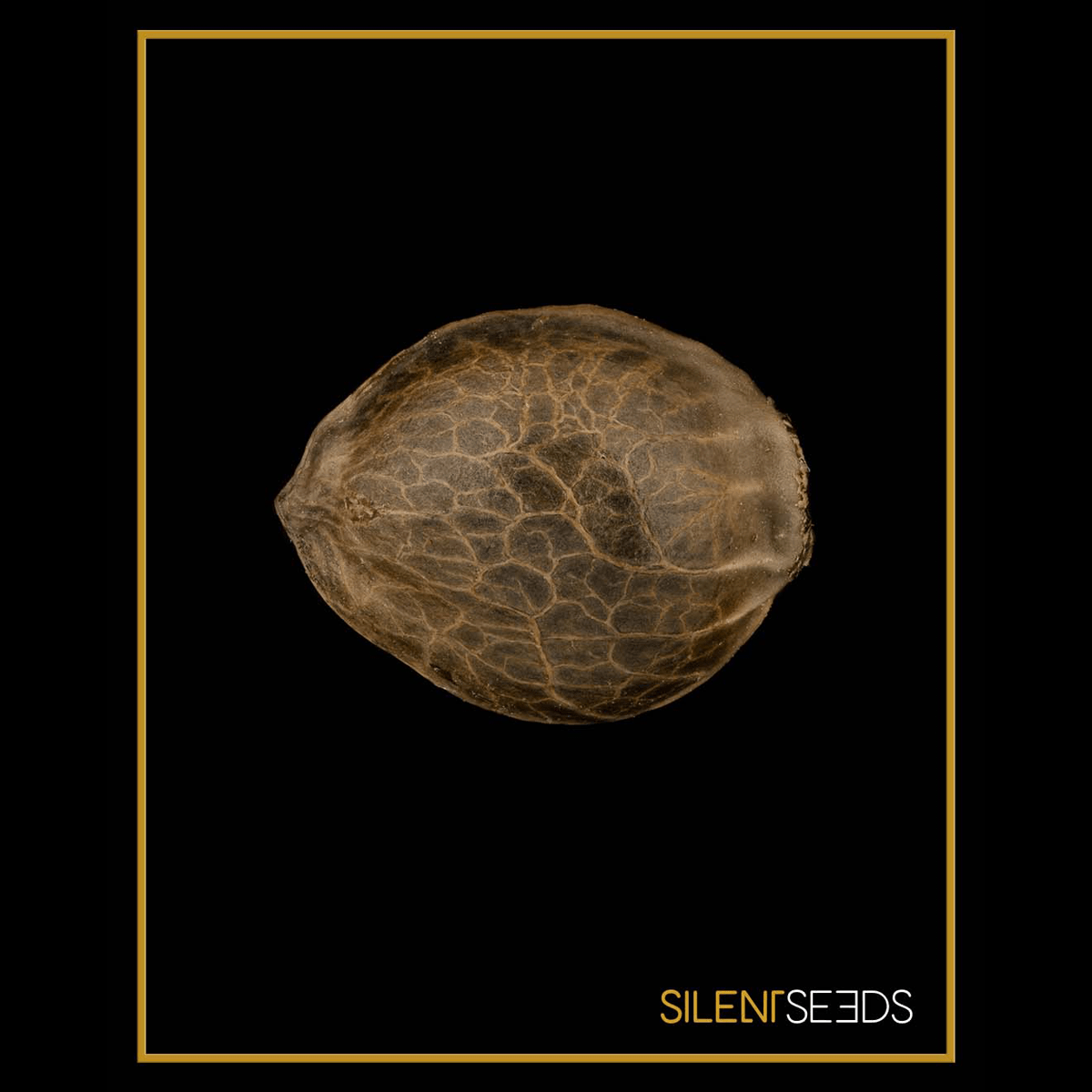 Silent Seeds Moby Dick | Feminized | 5 seeds - Can