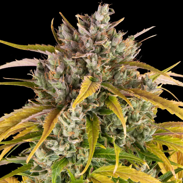 Barney's Farm Seeds online bestellen - Hanfsamen u