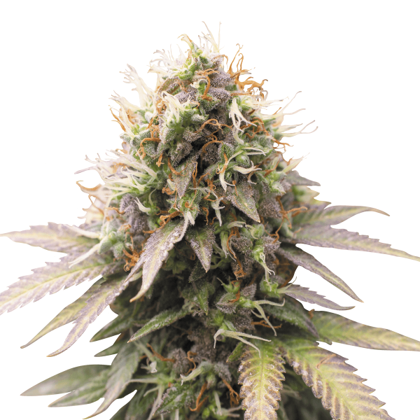 Hanfsamen kaufen - Cannabis Seeds von Bushplanet