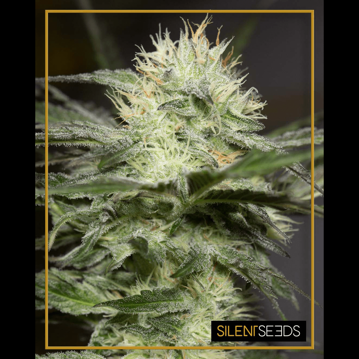 Silent Seeds Lemon Sorbet | Feminized | 5 or 10 se