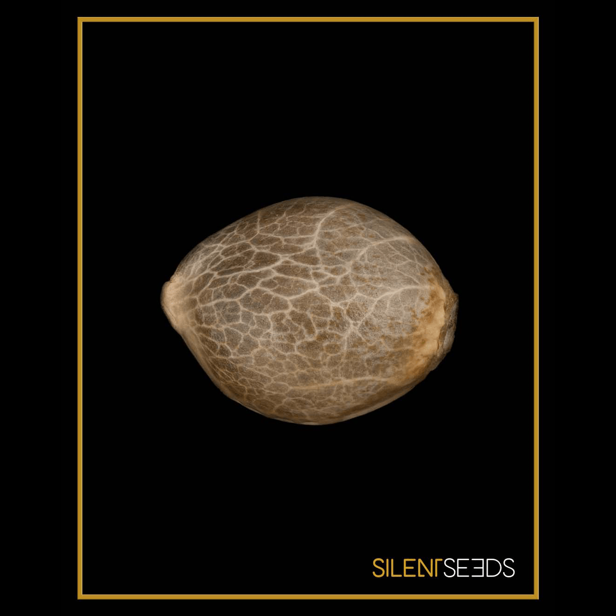 Silent Seeds Lemon Sorbet | Feminized | 5 or 10 se