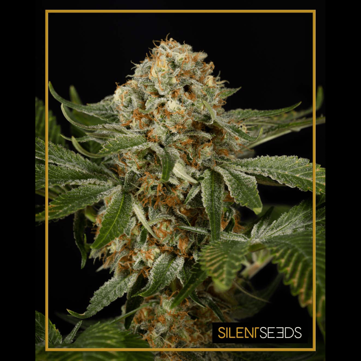 Silent Seeds OG Kush | Feminized | 5 or 10 seeds