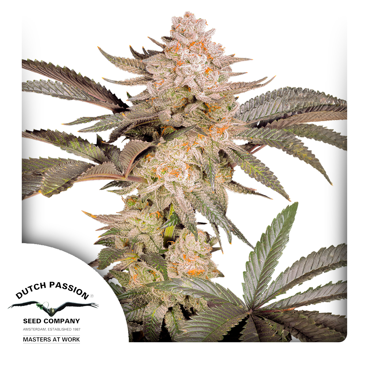 Orange Bud 2.0 - Bushplanet - Seit mehr als 25 Jah