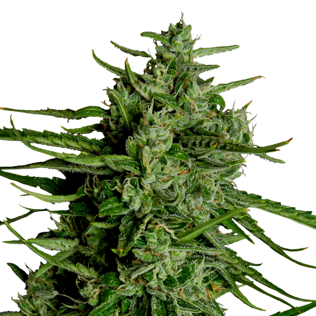 Royal Queen Titan F1 Cannabis seeds shipping to EU