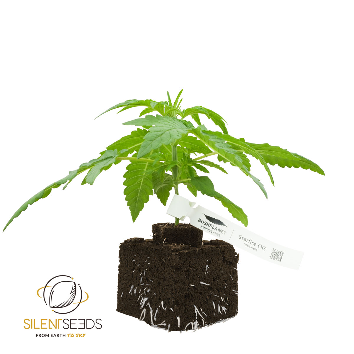 Buy Starfire OG seedlings from Silent Seeds | Disc