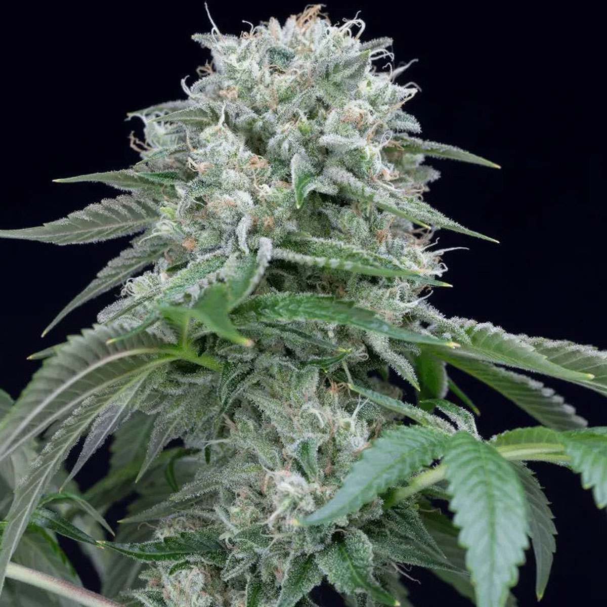 Buy Starfire OG seedlings from Silent Seeds | Disc